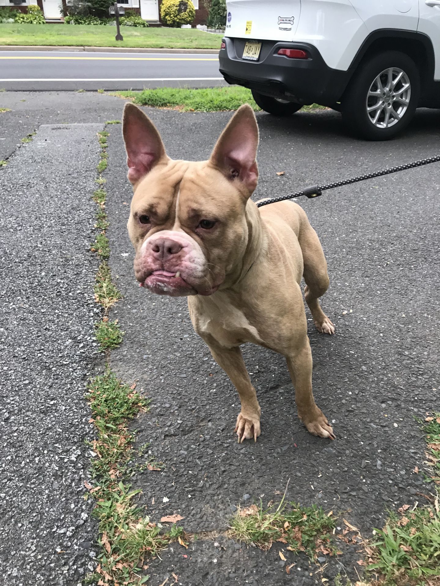 Meet two-year-old French Bulldog/Staffy mix, Honey! | Parsippany Focus