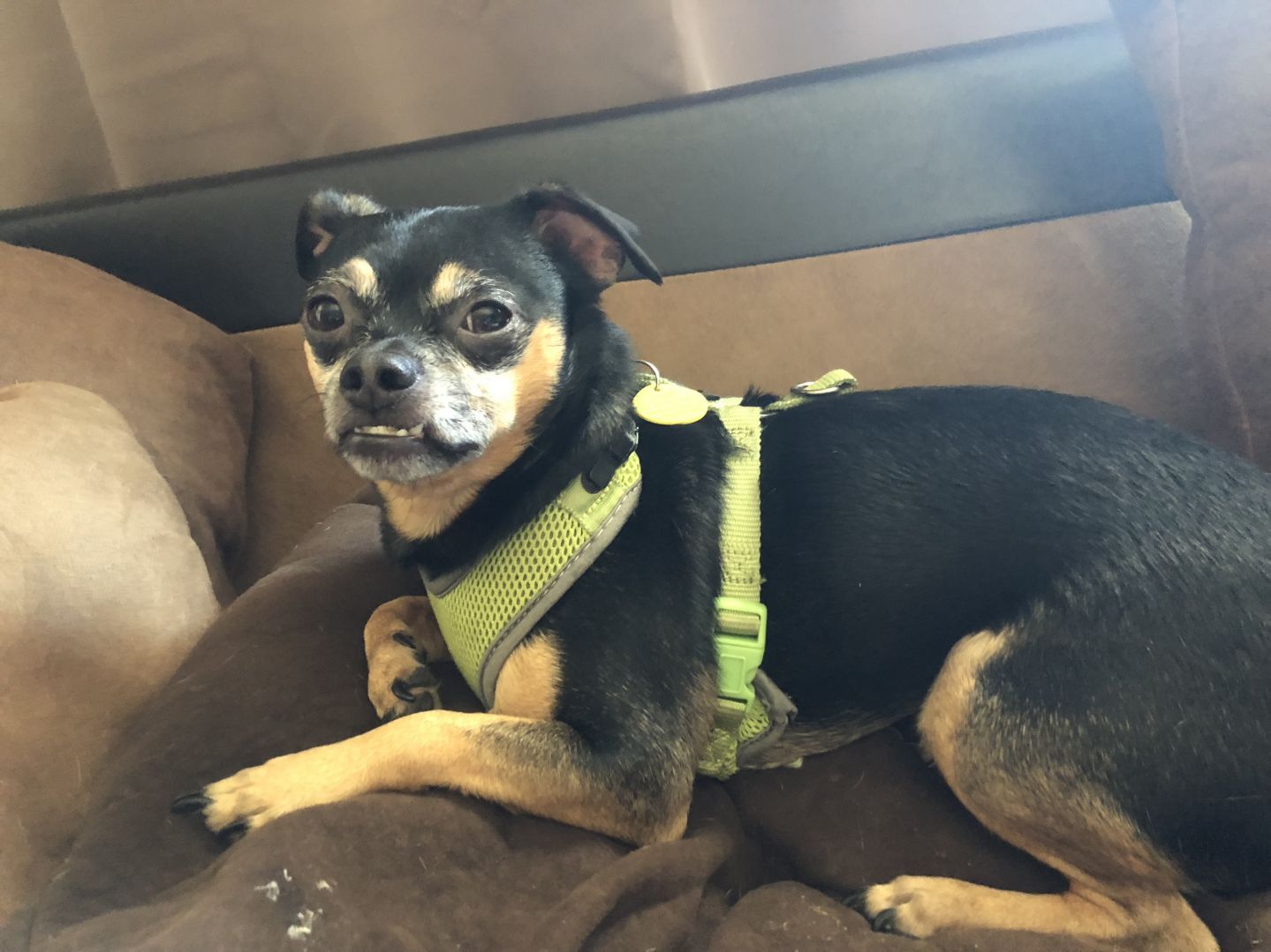 My name is Chalupa and I’m a 4-year-old Chihuahua! | Parsippany Focus