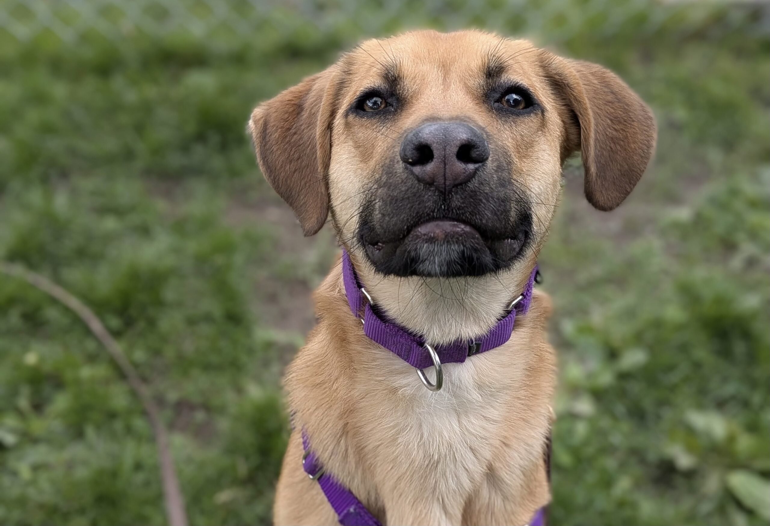 Mt. Pleasant Animal Shelter Waives Adoption Fees for Adult Animals ...