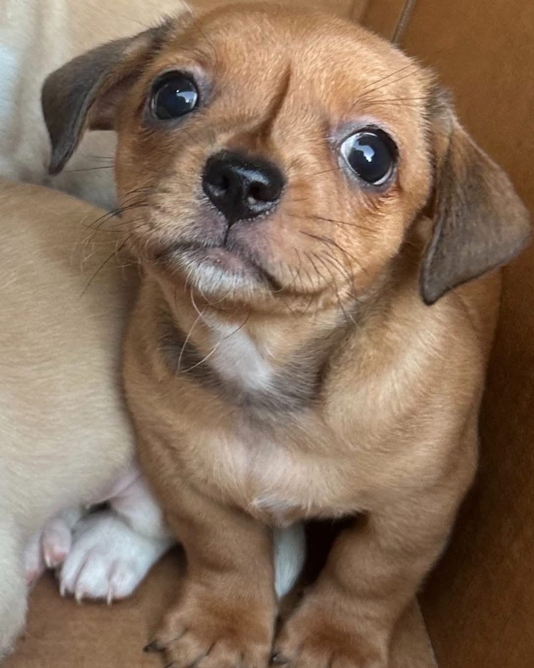 Meet Ronaldo: A Tiny Puppy Looking for a Loving New Beginning ...
